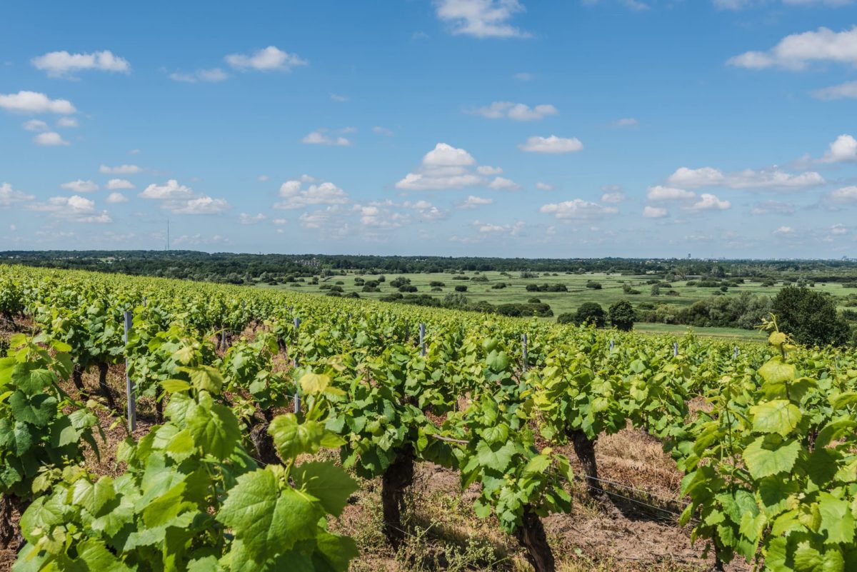 Muscadet Sèvre et Maine Château-Thébaud – Famille Lieubeau